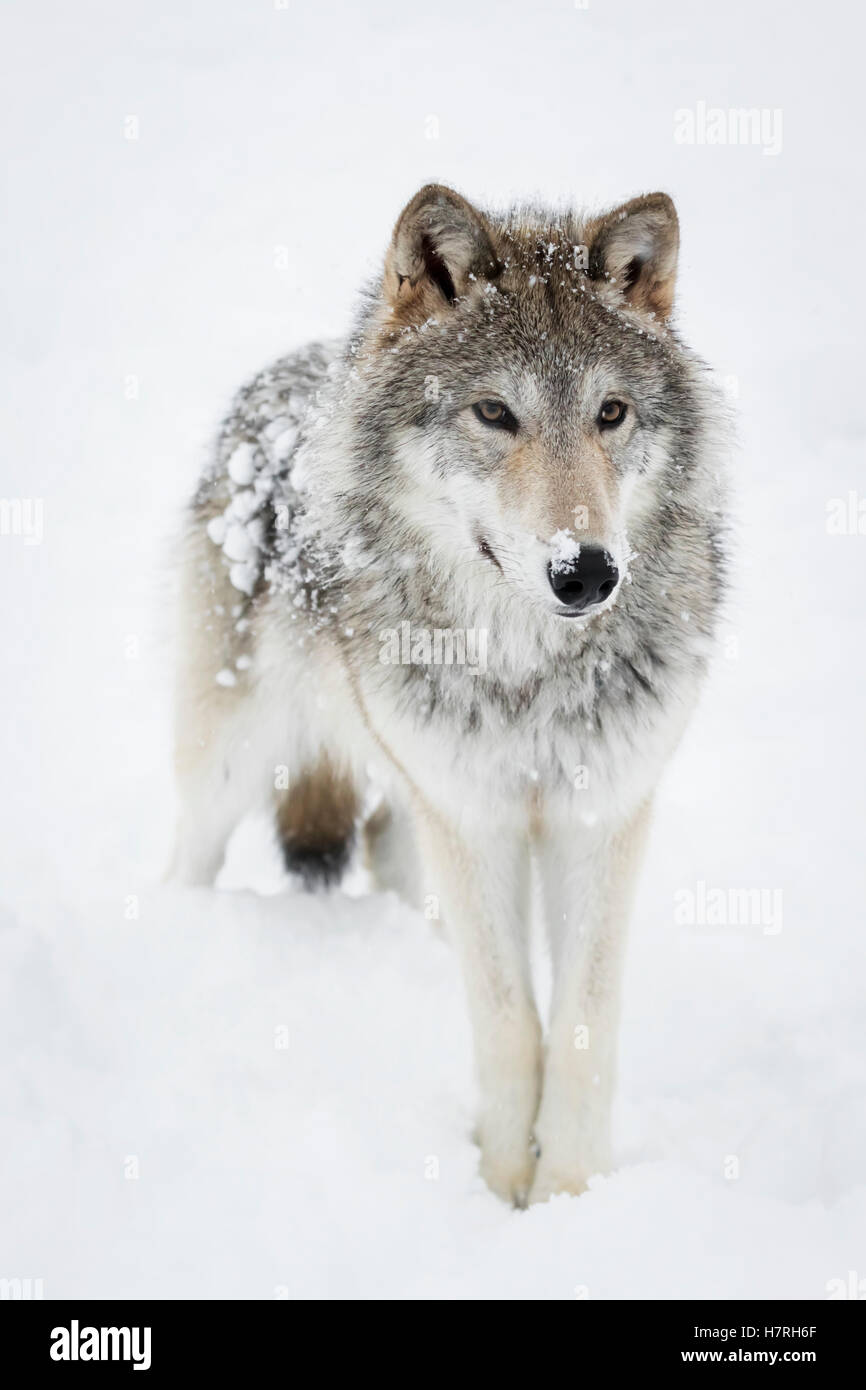 Loup de la toundra d'alaska Banque de photographies et d’images à haute ...