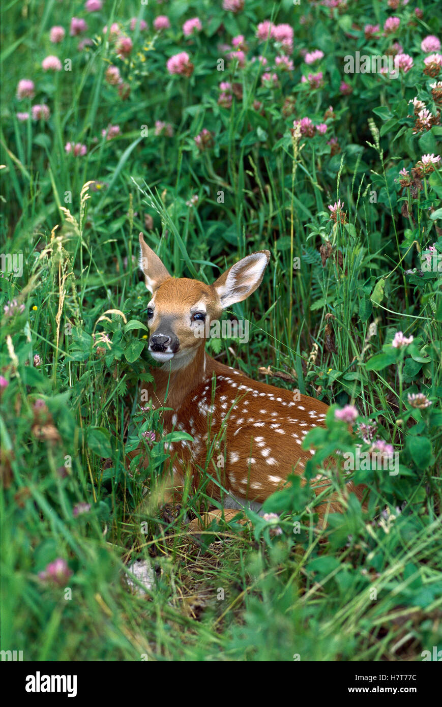 Le cerf de Virginie (Odocoileus virginianus) repéré fawn pose en champ ...