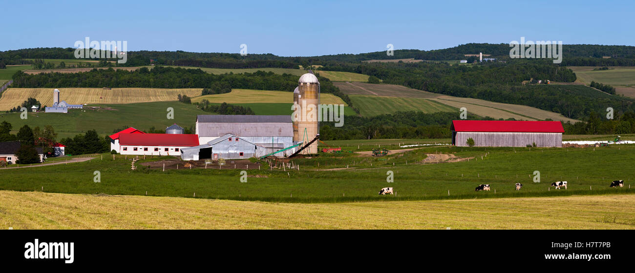 Ferme laitière et Holstein vaches qui paissent dans un champ ; Compton ...