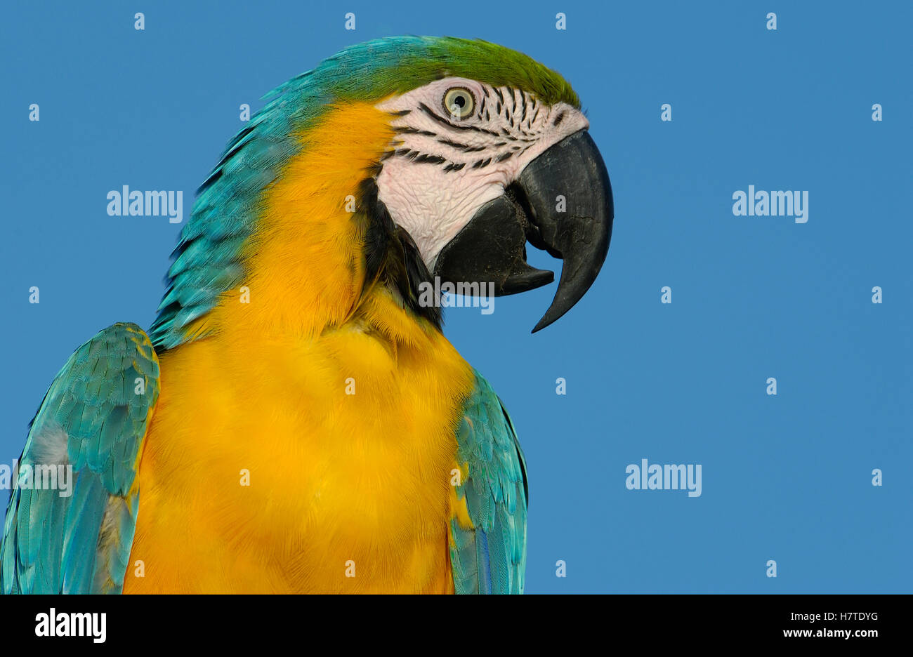 Ara bleu et jaune (Ara ararauna) portrait, originaire d'Amazonie, l ...