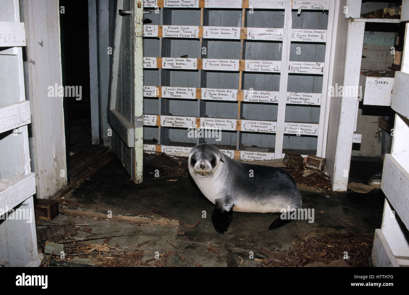 Argentina (Arctocephalus gazella) à l'intérieur de la station ...