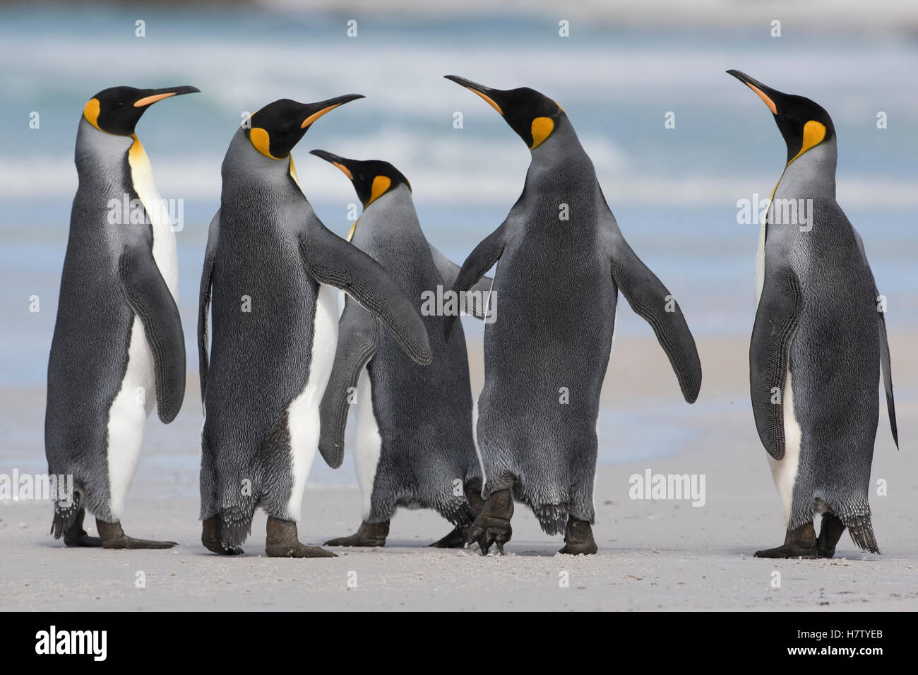 Manchot royal (Aptenodytes patagonicus) Groupe sur la plage, îles ...