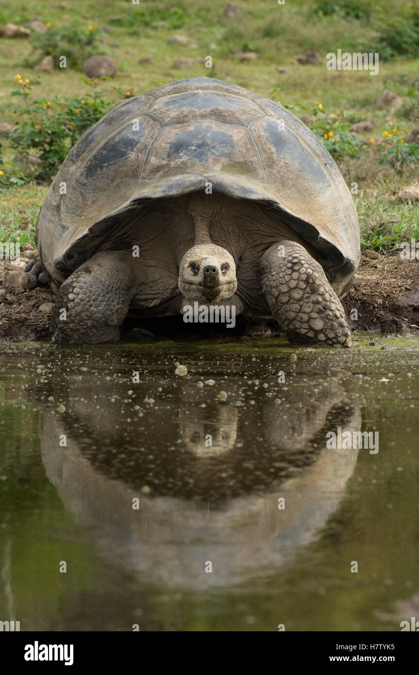 Volcan Alcedo tortues géantes (Chelonoidis nigra vandenburghi) au point ...