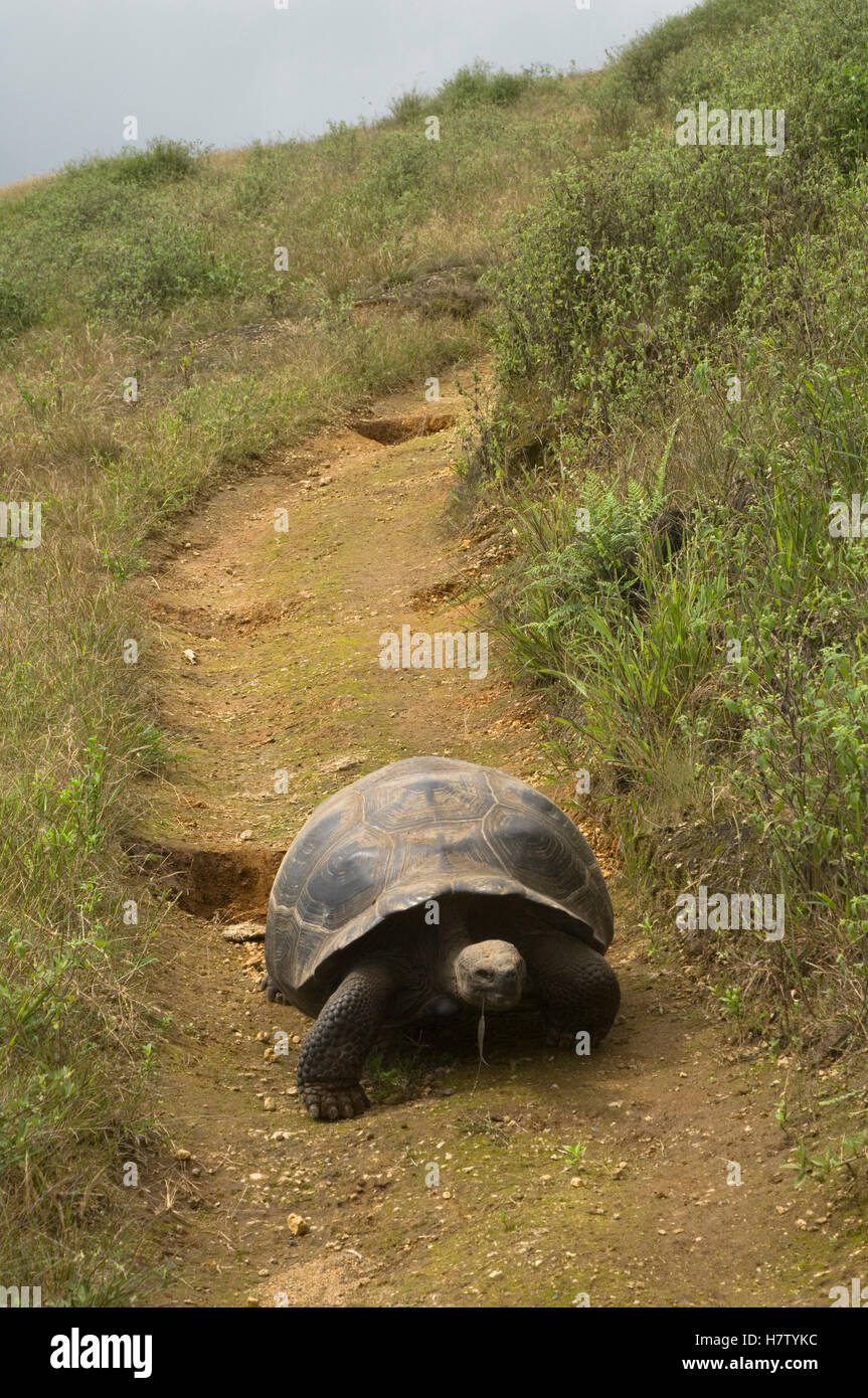 Volcan Alcedo tortues géantes (Chelonoidis nigra vandenburghi) sur la ...