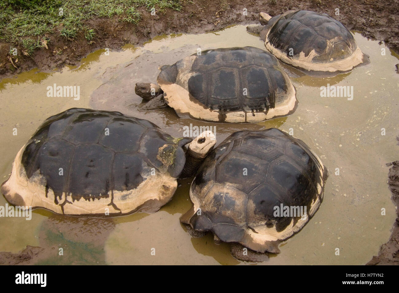Volcan Alcedo tortues géantes (Chelonoidis nigra vandenburghi) Groupe à ...