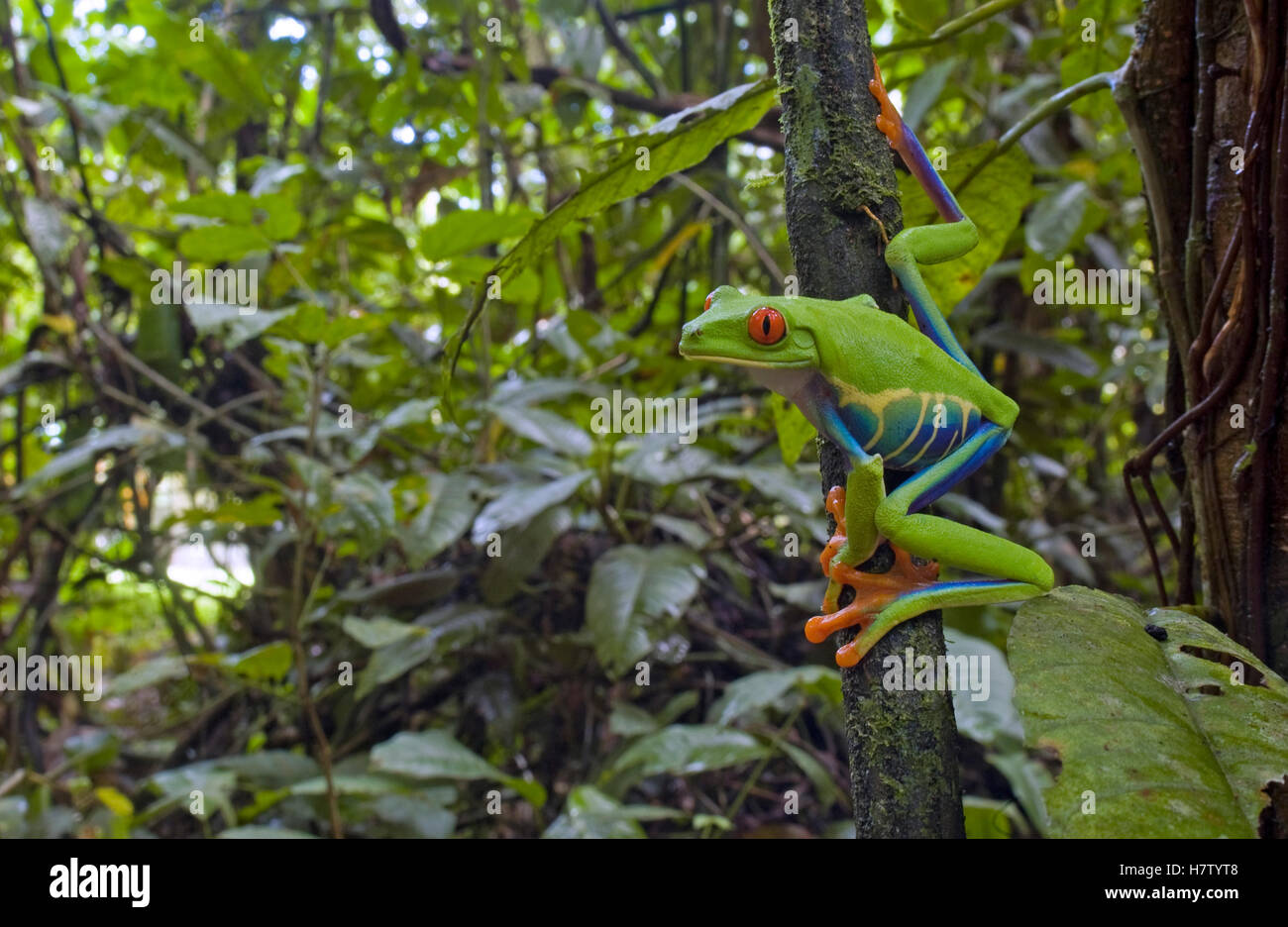 La Rainette aux yeux rouges (agalychnis callidryas) en sous-étage de la ...