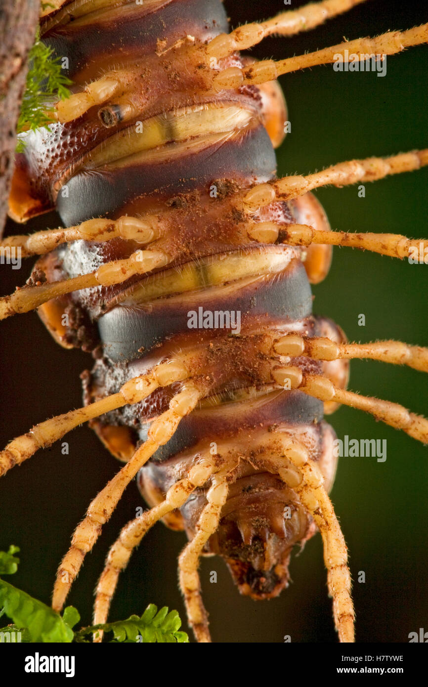 Mille-pattes corps et jambes, réserve forestière d'Atewa Range, au ...