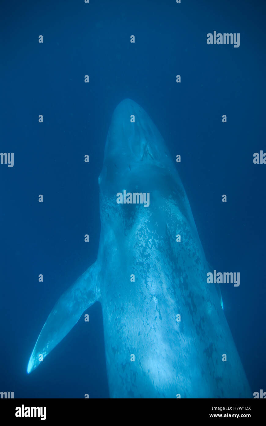 Rorqual bleu (Balaenoptera musculus) bébés nageurs, Costa Rica Photo ...