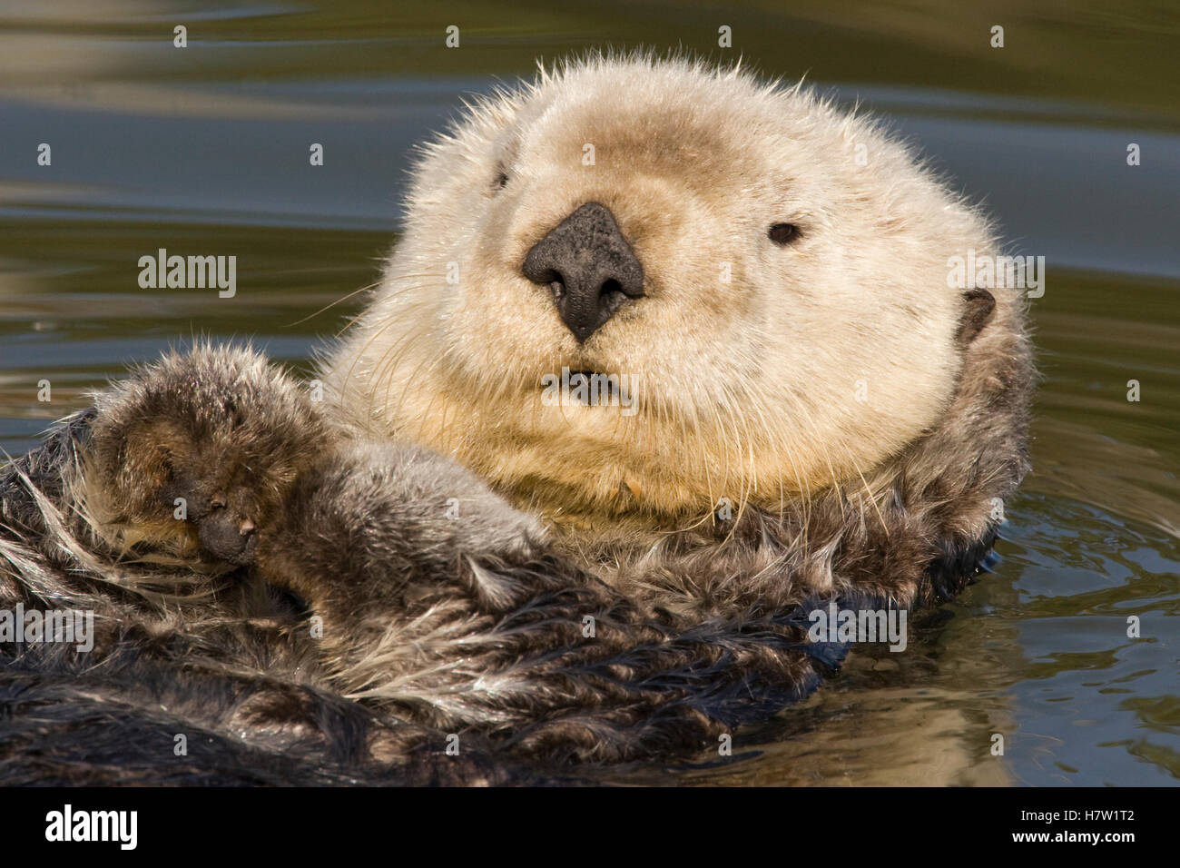 Loutre de mer (Enhydra lutris), Elkhorn Slough, la baie de Monterey ...