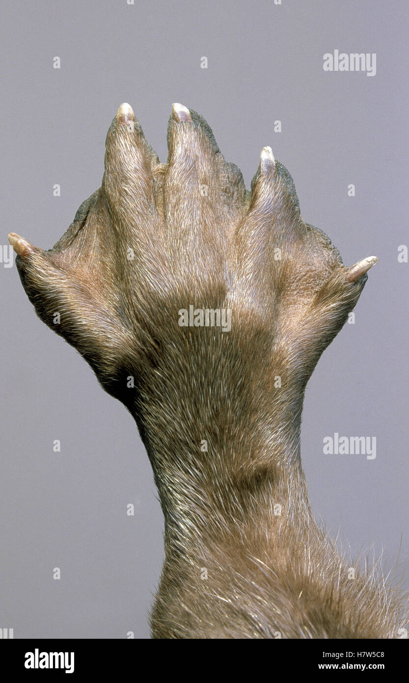 Rivière européenne loutre (Lutra lutra) Détail de patte palmées, Europe ...
