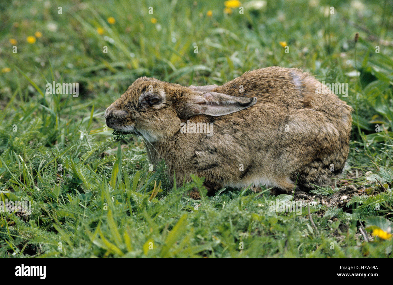 Lapin de garenne (Oryctolagus cuniculus) infectés par une myxomatose ...