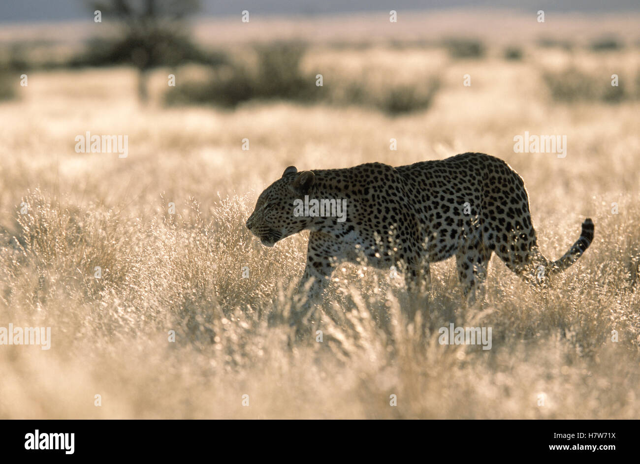 Leopard (Panthera pardus) marcher dans l'herbe sèche, de l'Afrique ...