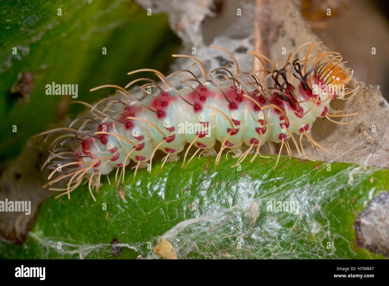 Gossamer-winged Butterfly (Lycaenidae) Caterpillar, tolérée par les ...