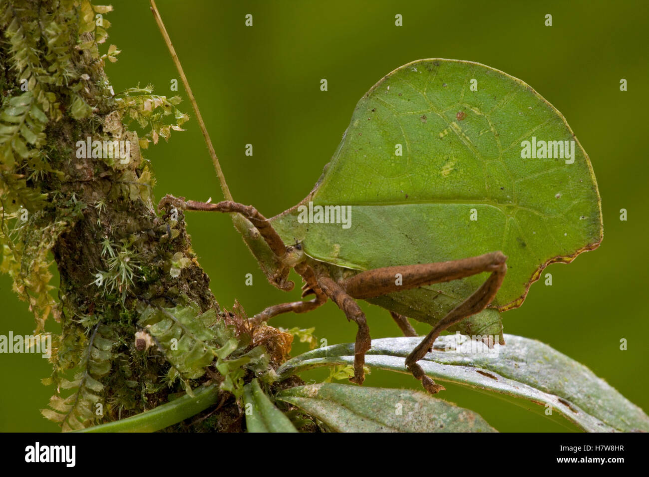 Katydid (Roxelana crassicornis) est l'une des plus remarquables de la ...