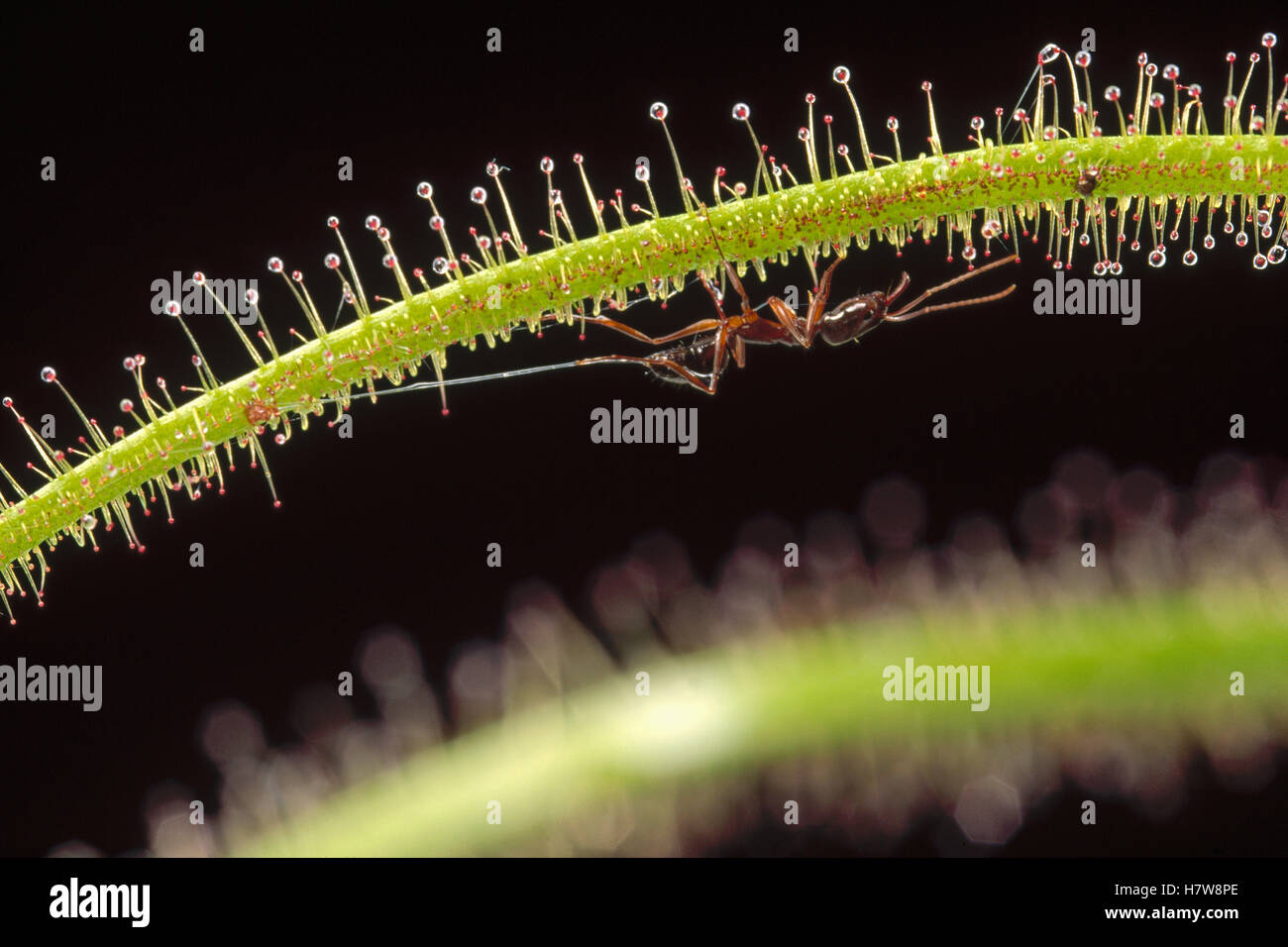 Le rossolis (Drosera binata) Une plante carnivore avec une fourmi ...
