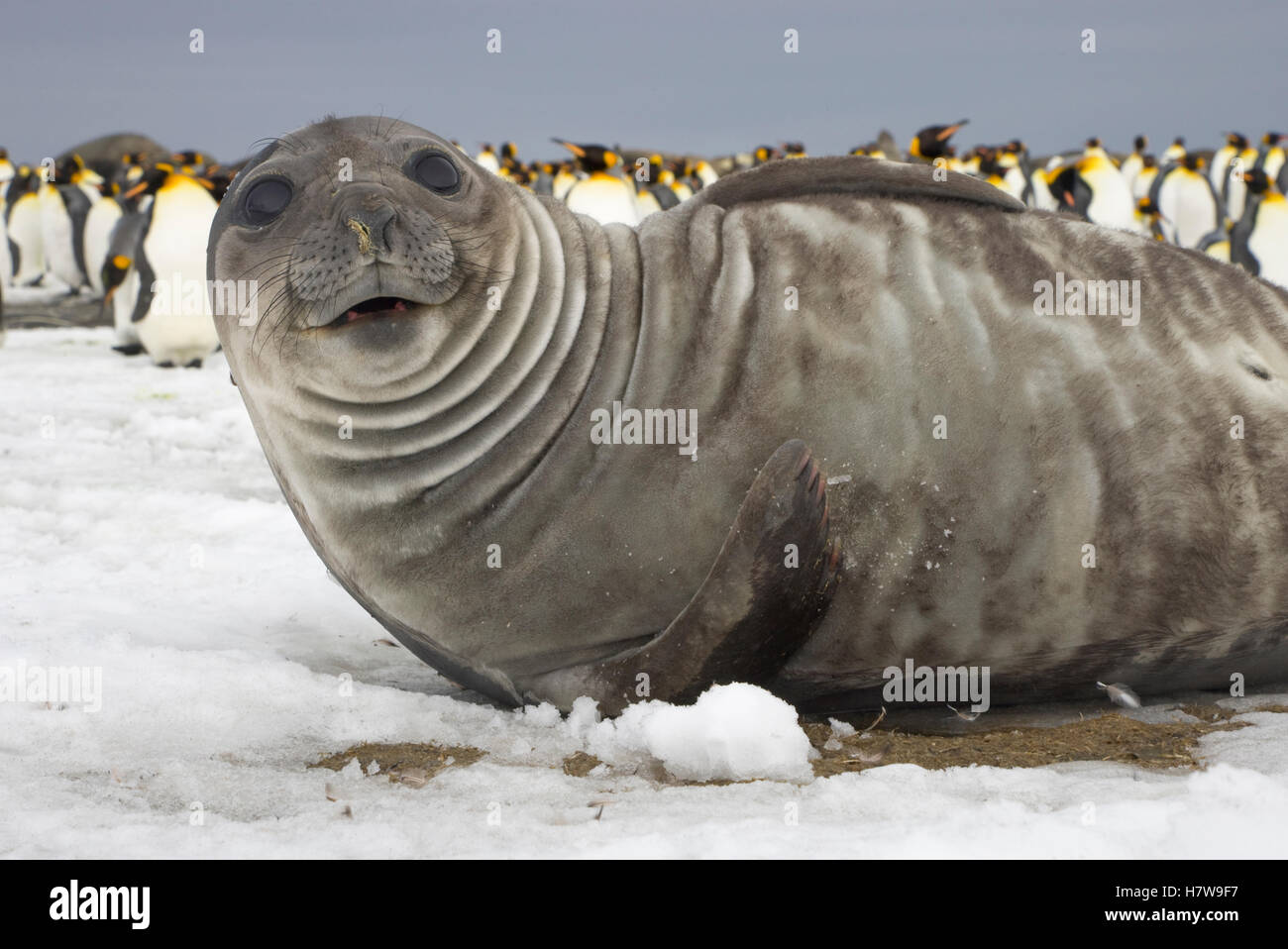 Éléphant de mer du sud (Mirounga leonina), fat sevré pup, Saint Andrews ...