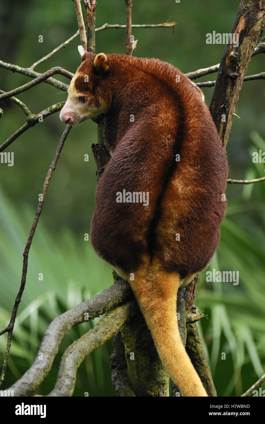 Matschie Arbre du kangourou (Dendrolagus matschiei) portrait, en voie ...