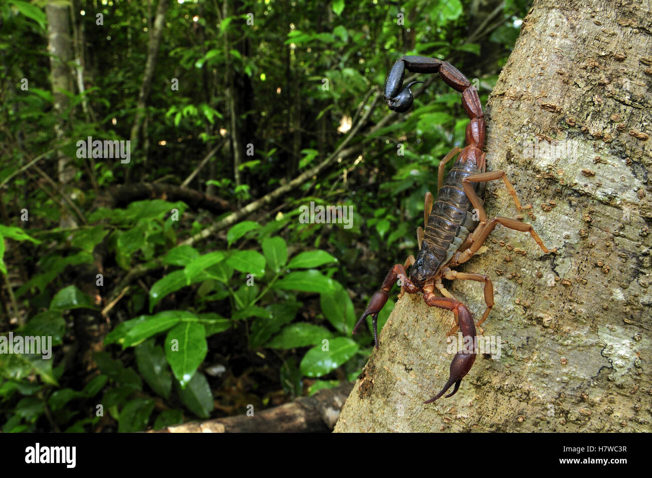 Scorpion sur tronc d'arbre, l'Ankarana Réserve spéciale, du nord de ...