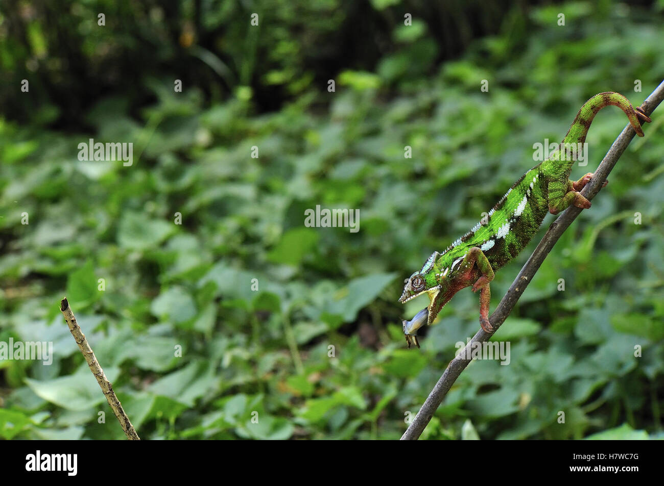 Caméléon panthère (Chamaeleo pardalis), mâle, attraper un insecte, parc ...