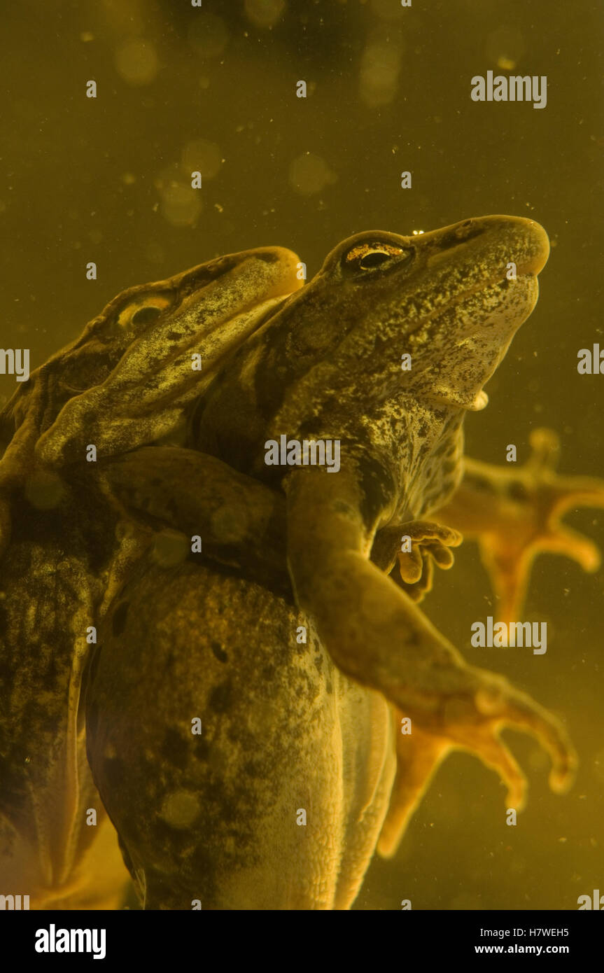 Grenouille des bois adulte rana sylvatica Banque de photographies et d ...