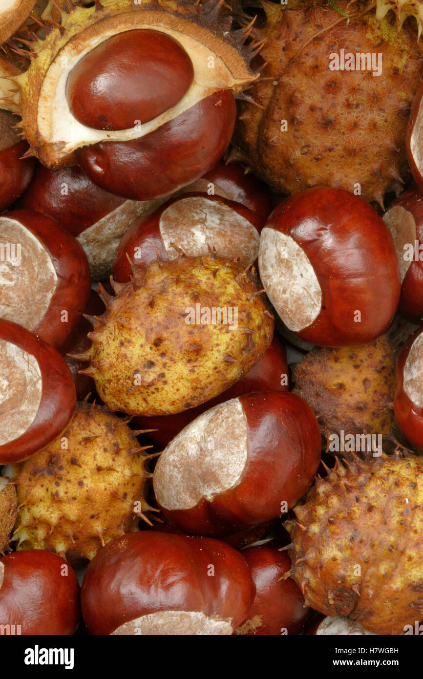Le Marronnier d'Inde (Aesculus hippocastanum) fruits, Kamperland, Pays ...