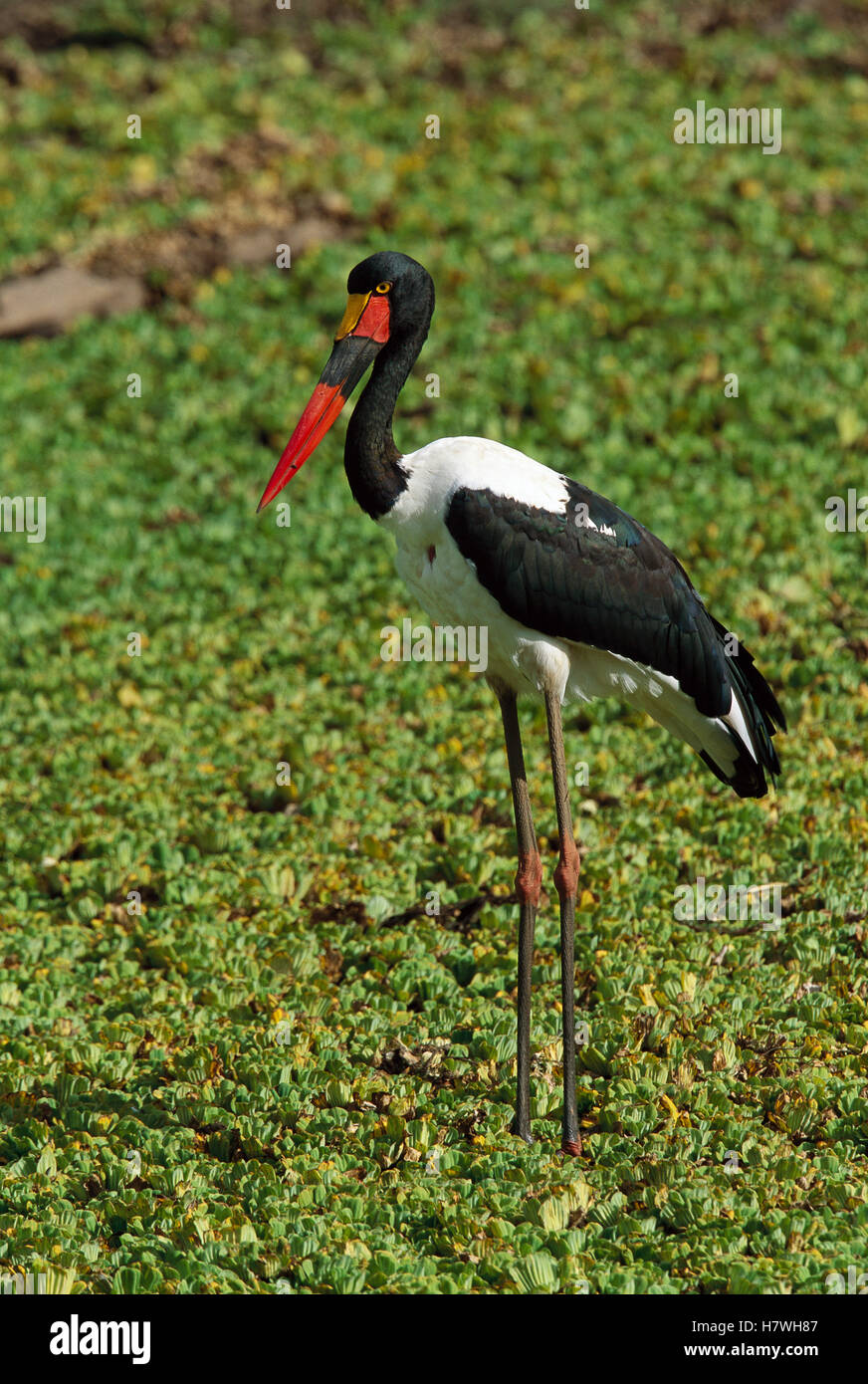 Saddle-billed Stork (Ephippiorhynchus senegalensis) femme, debout dans ...