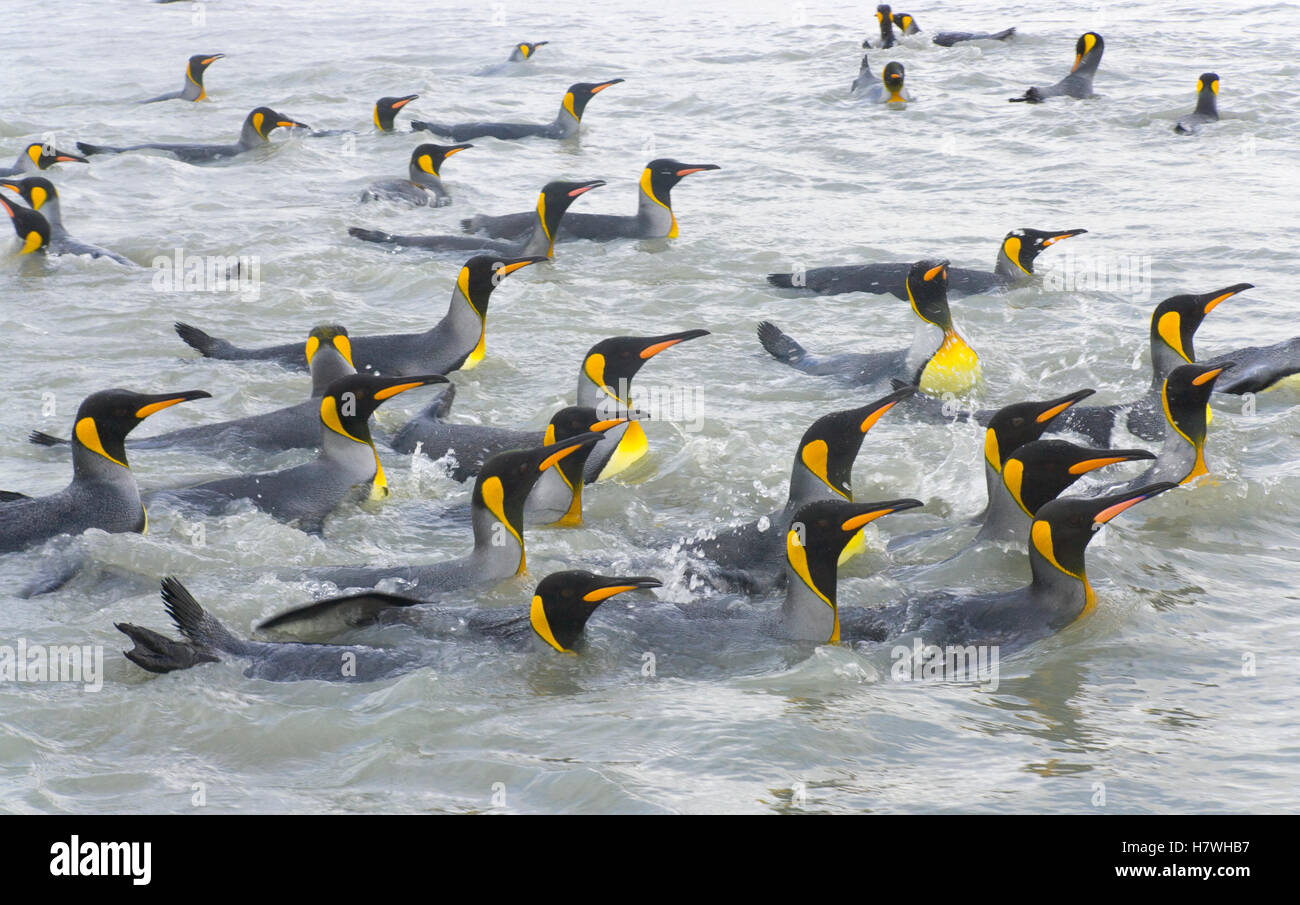 Manchot royal (Aptenodytes patagonicus) swimmng et laver leurs plumes ...