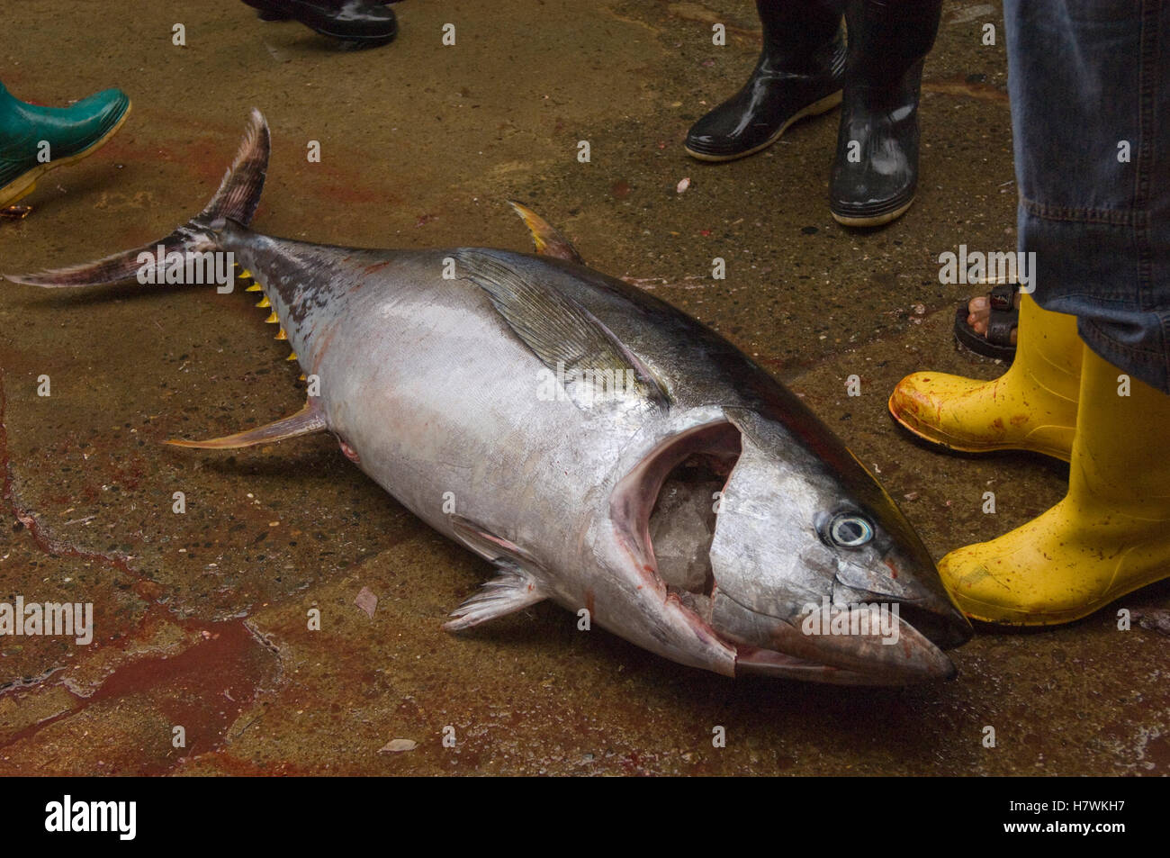 Tuna carcass Banque de photographies et d’images à haute résolution - Alamy