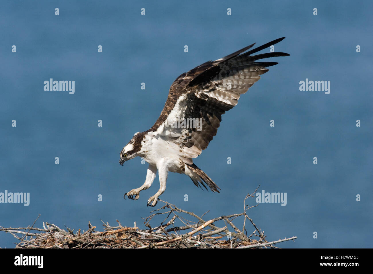 Balbuzard pêcheur (Pandion haliaetus) débarquement sur son nid, l'ouest ...
