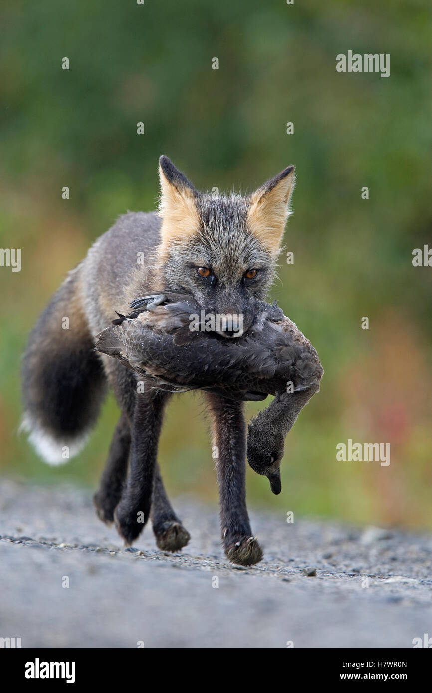 Le renard roux (Vulpes vulpes) renard femelle croisée avec le Canard d ...