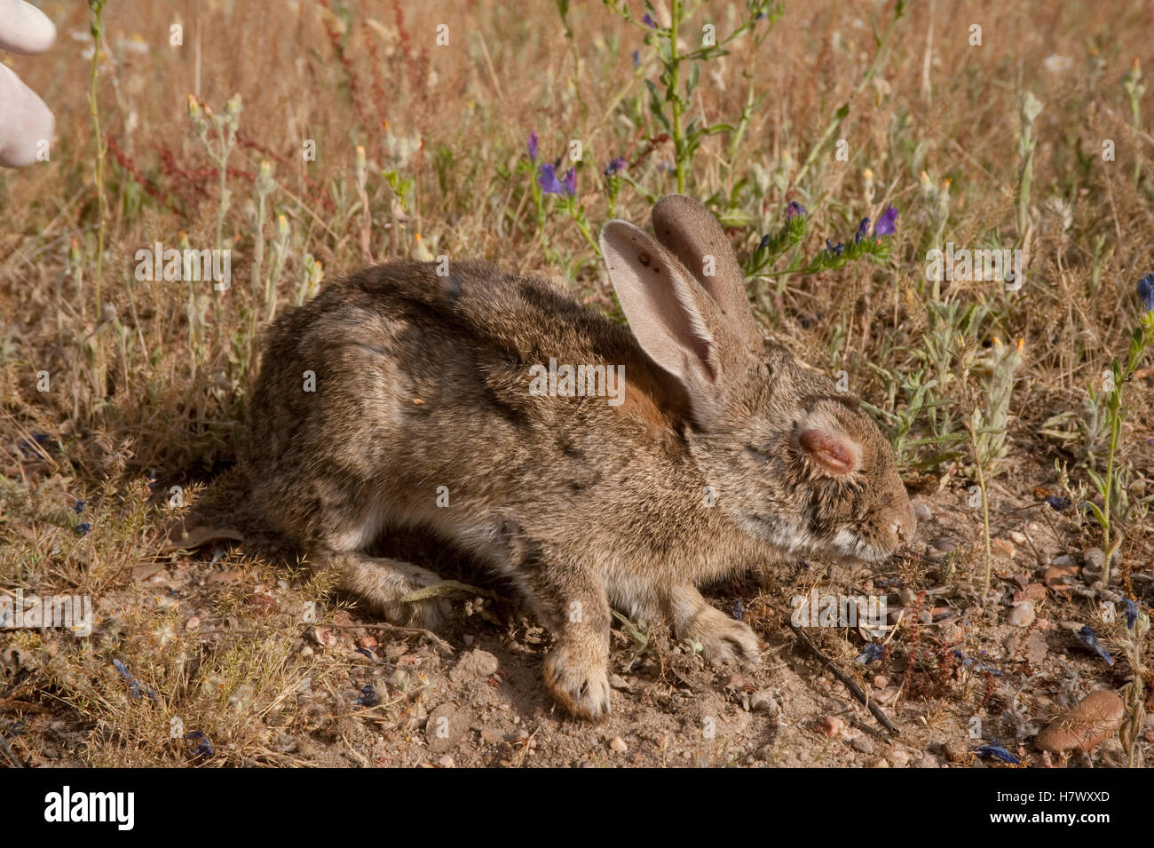 Lapin de garenne (Oryctolagus cuniculus) infectés par une myxomatose ...