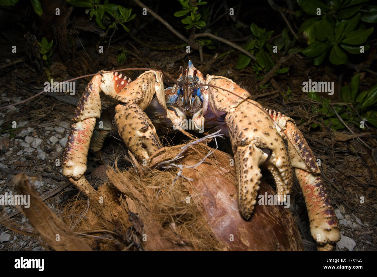 Coco crab Banque de photographies et d’images à haute résolution - Alamy