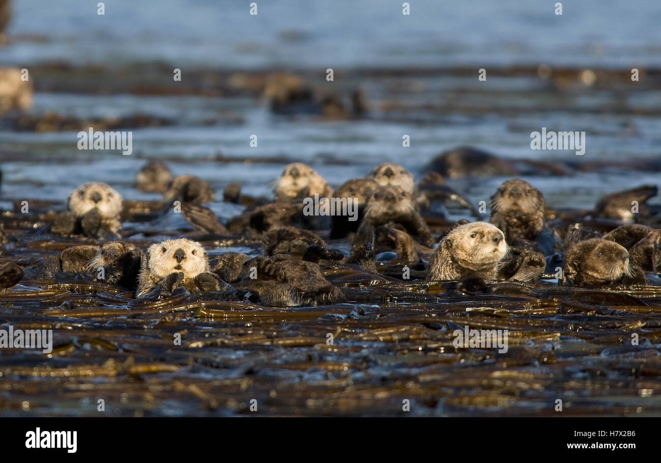 Loutre de mer (Enhydra lutris) en radeau, lit de varech, Kodiak Alaska ...