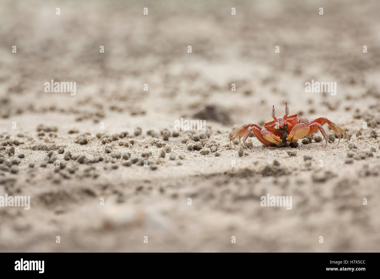 Ghost crab ocypode sp Banque de photographies et d’images à haute ...