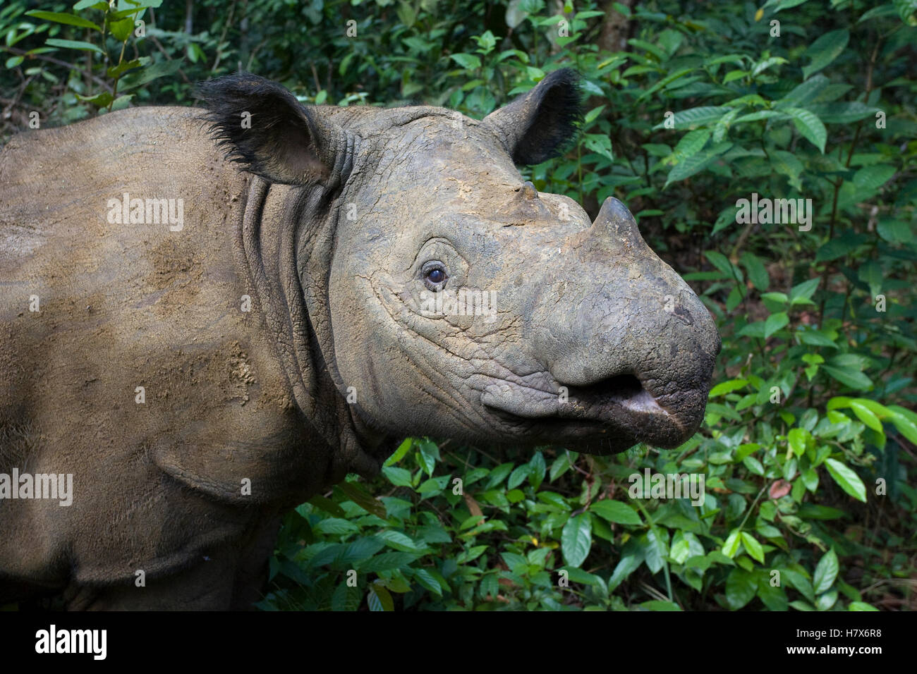 Sumatran rhino Banque de photographies et d’images à haute résolution ...