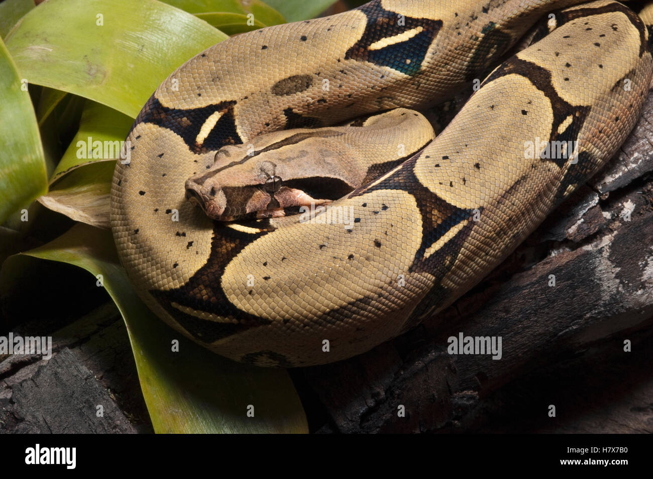 Boa constricteur (Boa constrictor), originaire d'Amérique centrale et du Sud Photo Stock - Alamy