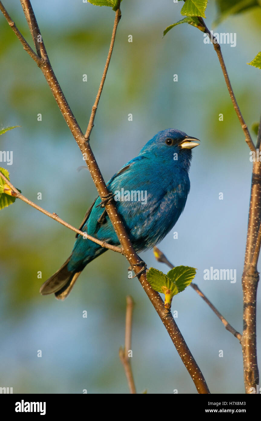 Passerin indigo (Passerina cyanea mâle), carabine River Recreation Area ...
