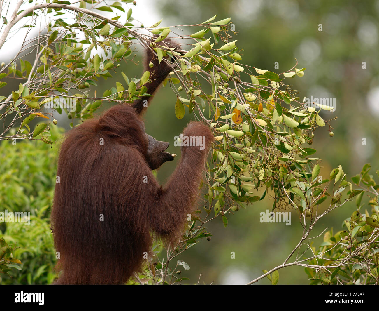 Alimentation arbre fruitier Banque de photographies et d’images à haute ...
