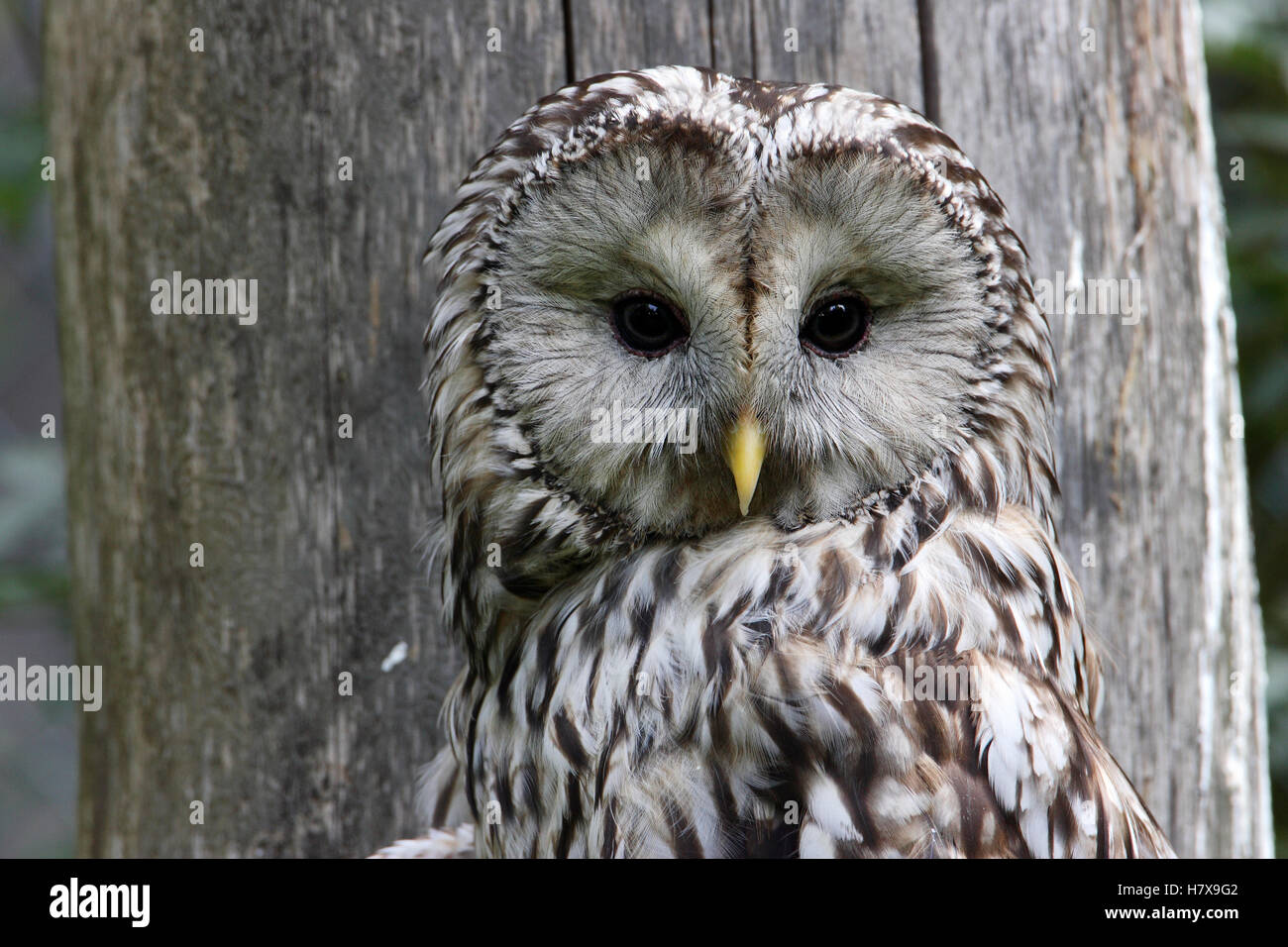 Chouette de l'Oural (Strix uralensis), République Tchèque Photo Stock ...