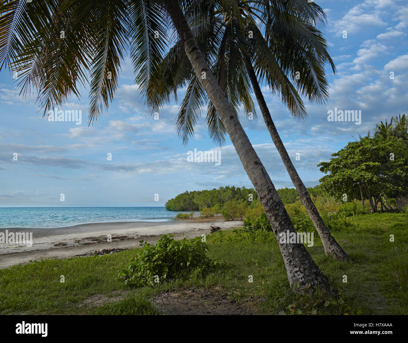 Cocotier (Cocos nucifera) arbres et de mangroves à Hinawanan Beach, île ...
