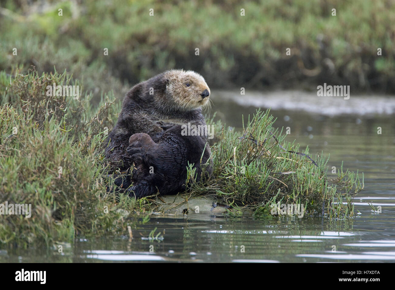 Loutre de mer (Enhydra lutris) grand mâle ou passepierre, sortis de l ...