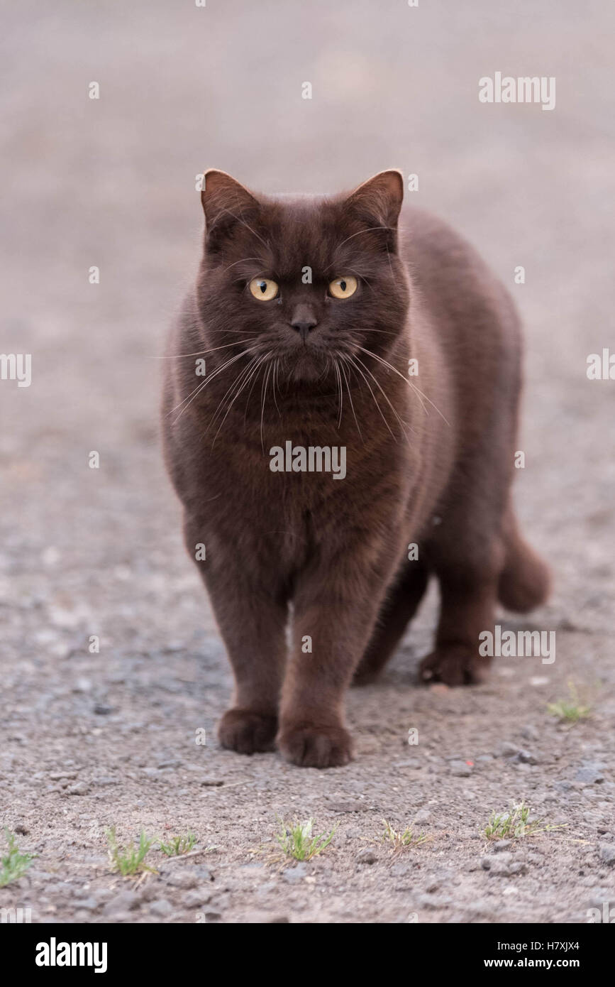 British shorthair Banque de photographies et d’images à haute ...