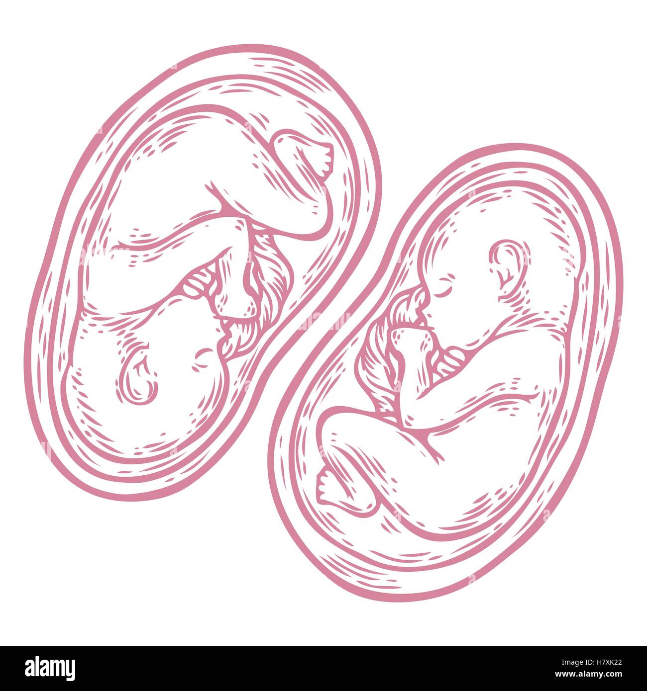 Drawn Embryo Banque d'image et photos - Alamy