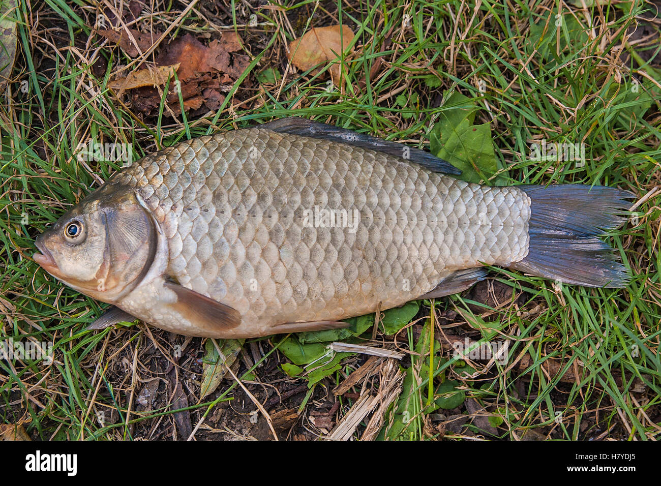 Les poissons d'eau douce qui vient d'être prise à partir de l'eau. Seul ...