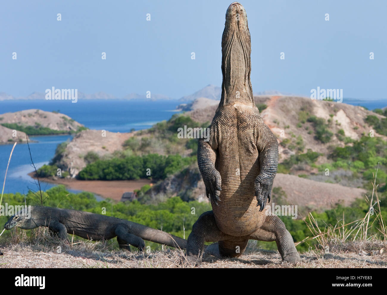 Dragon de Komodo (Varanus komodoensis) debout sur ses pattes, Rinca ...