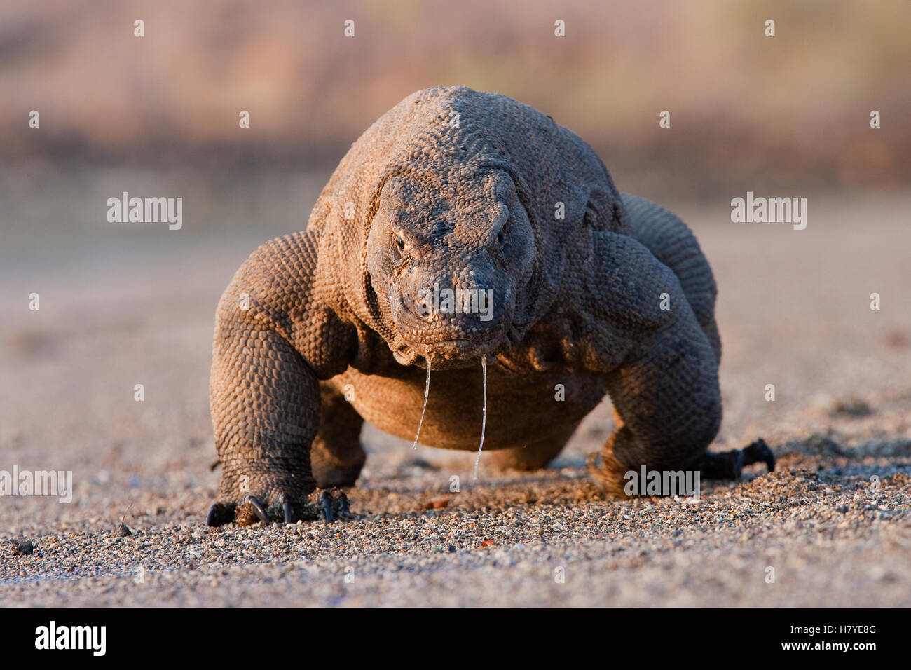 Dragon de Komodo (Varanus komodoensis) balade le long du littoral, l ...