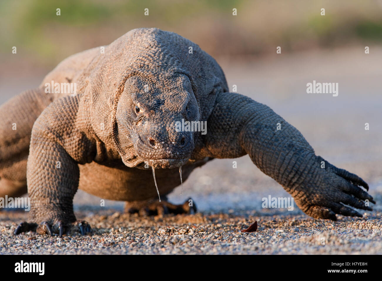 Dragon de Komodo (Varanus komodoensis) balade le long du littoral, l ...