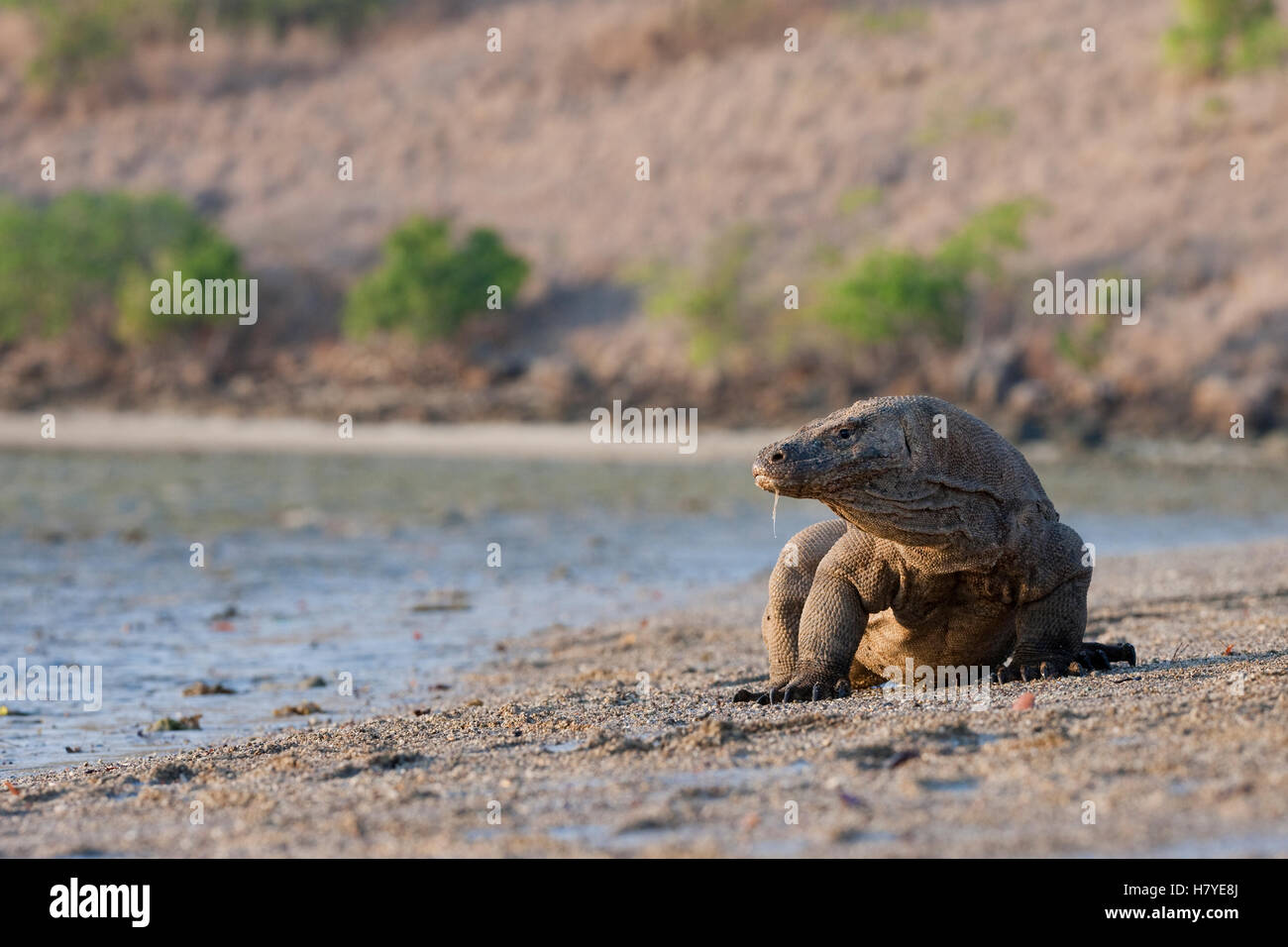 Dragon de Komodo (Varanus komodoensis) sur le littoral, l'île de Komodo ...