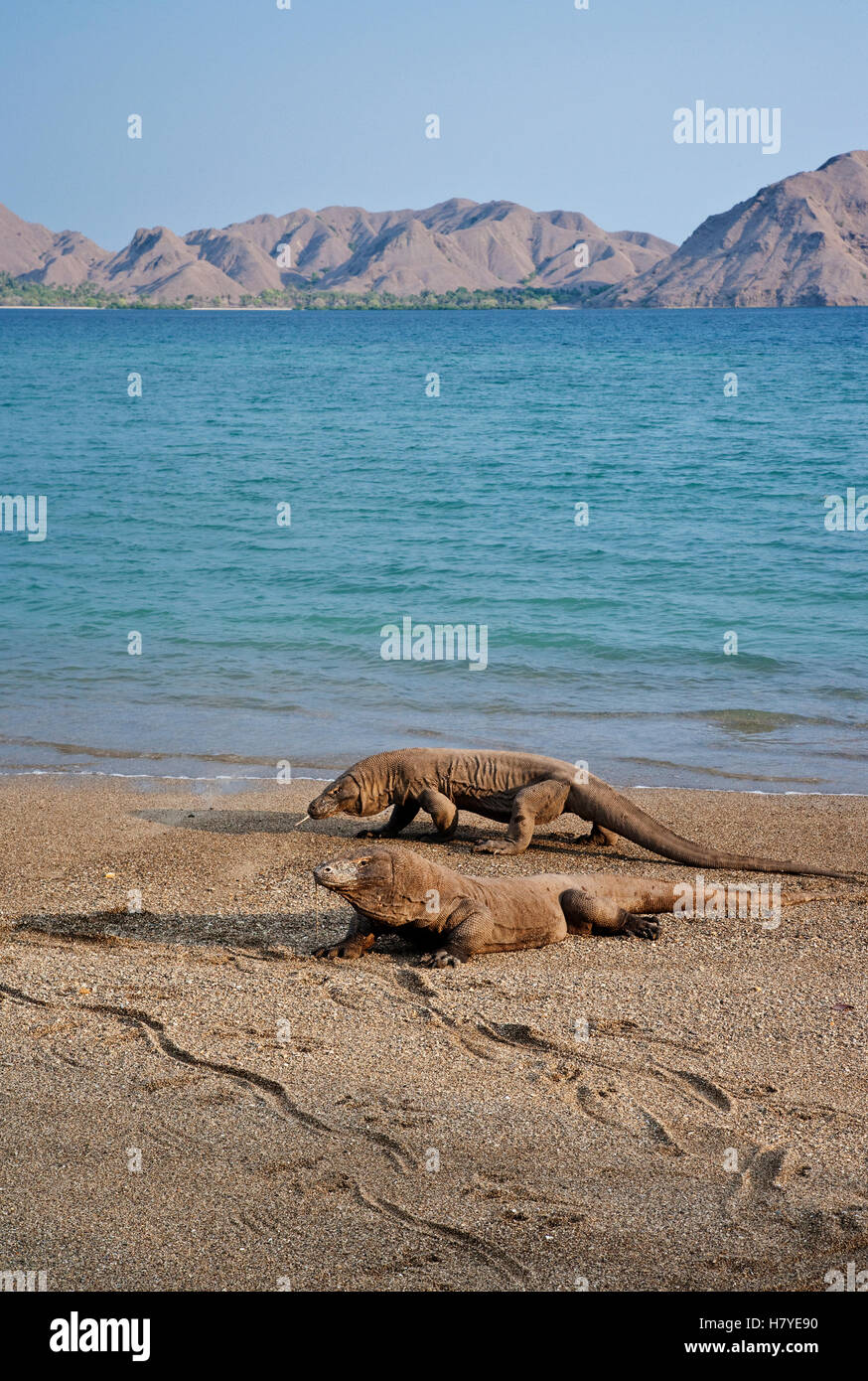 Dragon de Komodo (Varanus komodoensis) paire sur plage, l'île de Komodo ...