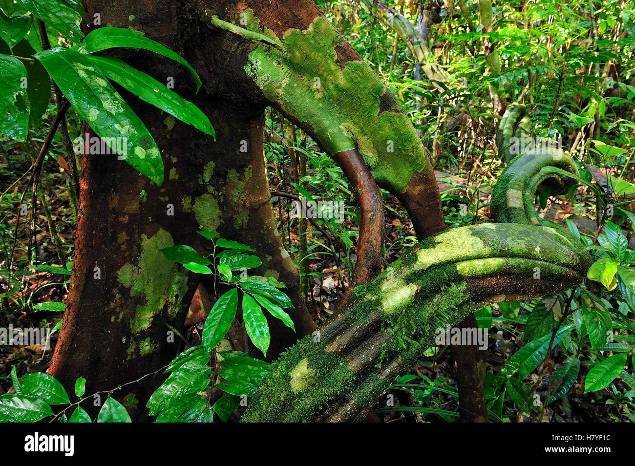 Vigne dans la forêt tropicale, parc national de Tanjung Puting, Bornéo ...